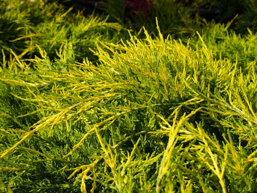 Juniper pfitzeriana Aurea | Caragh Nurseries