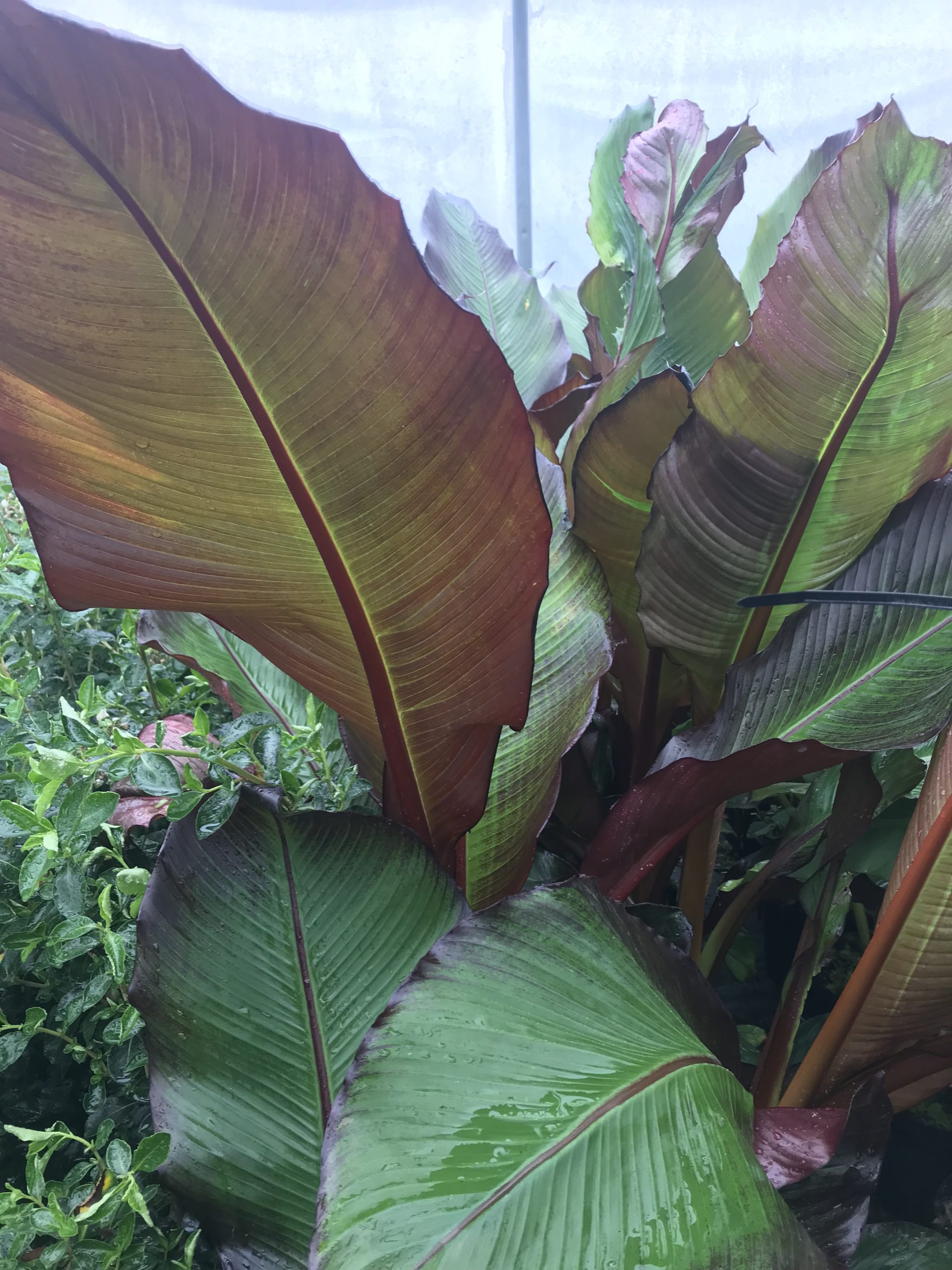 Musa ensete Maurelli | Caragh Nurseries