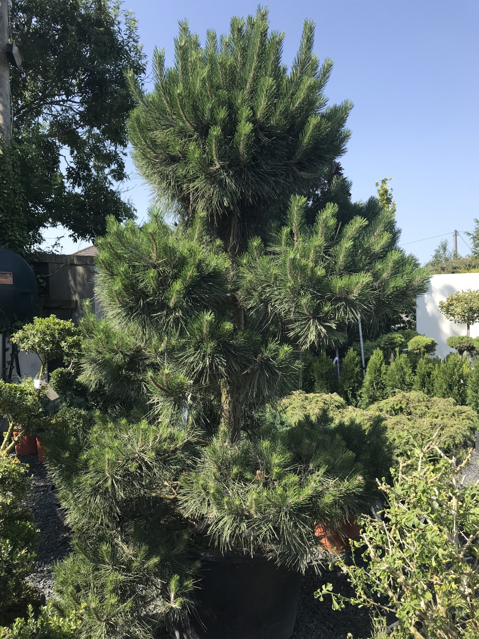 Pinus Nigra Bonsai | Caragh Nurseries
