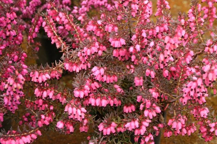 erica-darleyensis-pink-harmony | Caragh Nurseries