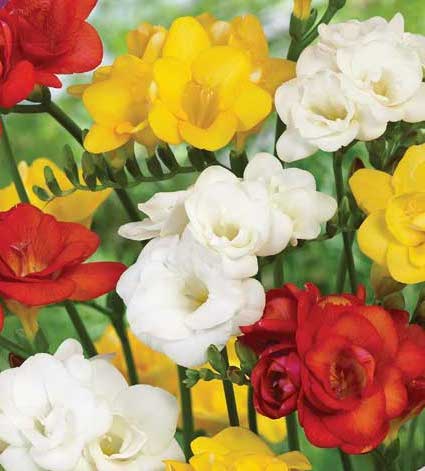 Freesia Double – Mixed Varieties | Caragh Nurseries