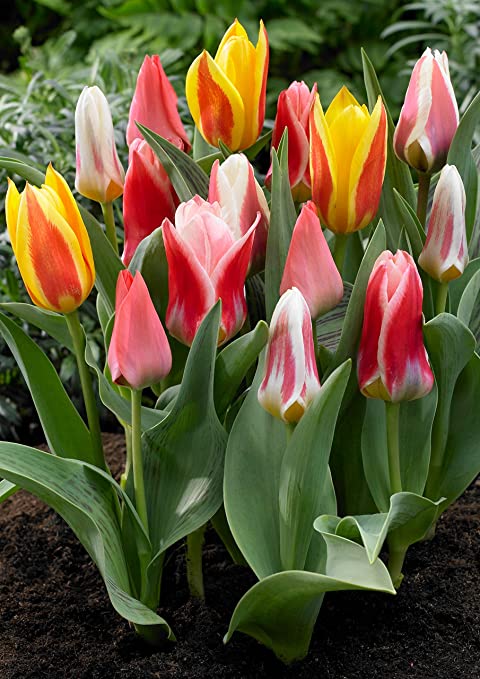 Mixed Dwarf Tulips | Caragh Nurseries