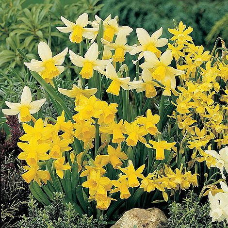 Mixed Miniature Daffs | Caragh Nurseries