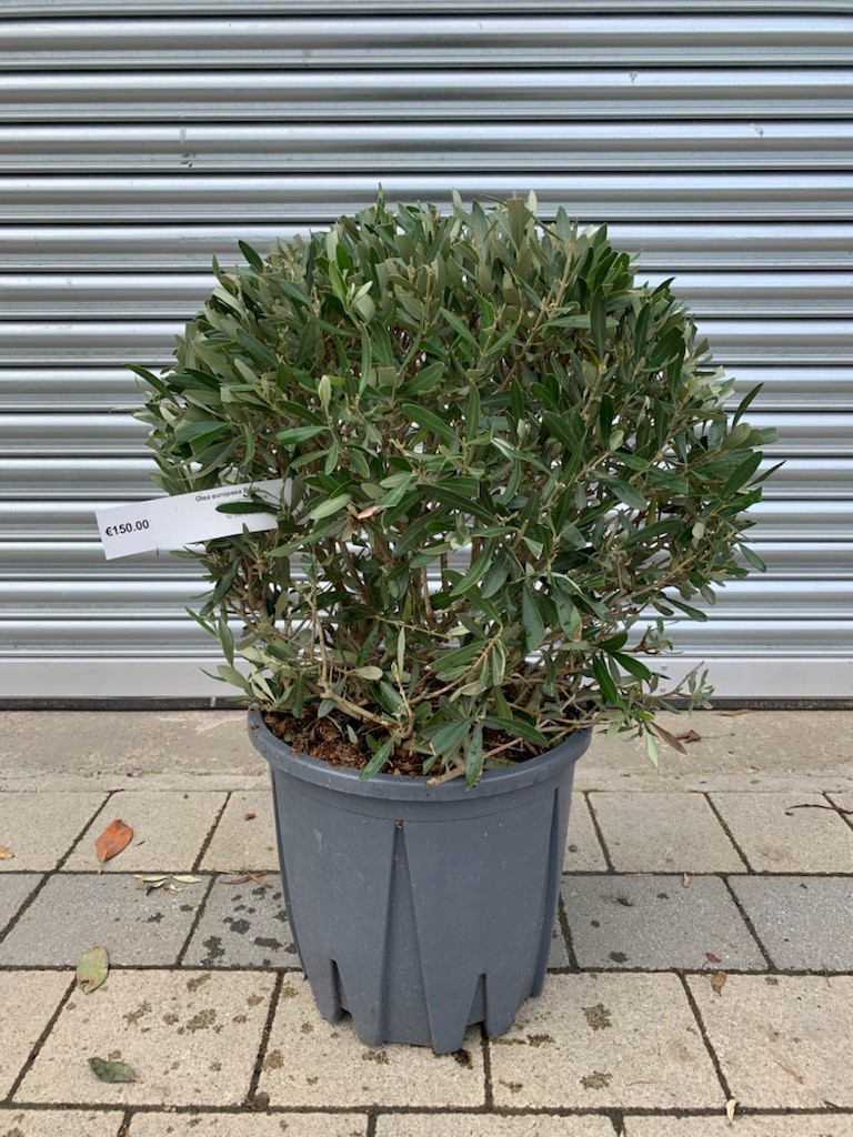 Olive balls | Caragh Nurseries