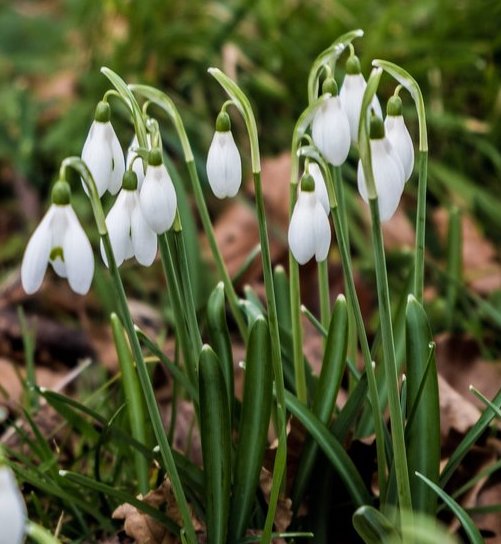 Snowdrops Galanthus Woronowii | Caragh Nurseries