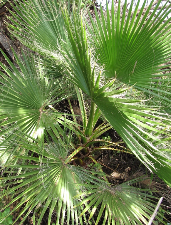 Washingtonia-robusta-leaves | Caragh Nurseries