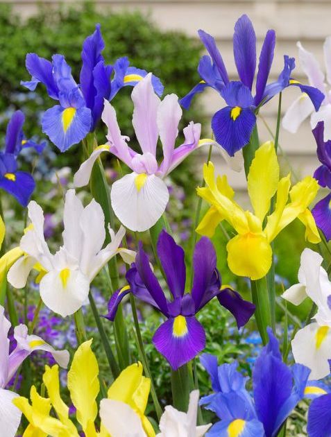 iris-mixed | Caragh Nurseries
