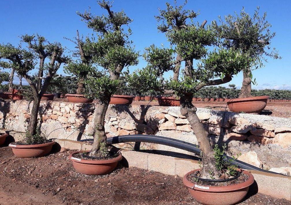 Olea Europaea Bonsai Shape / Olive Bonsai | Caragh Nurseries
