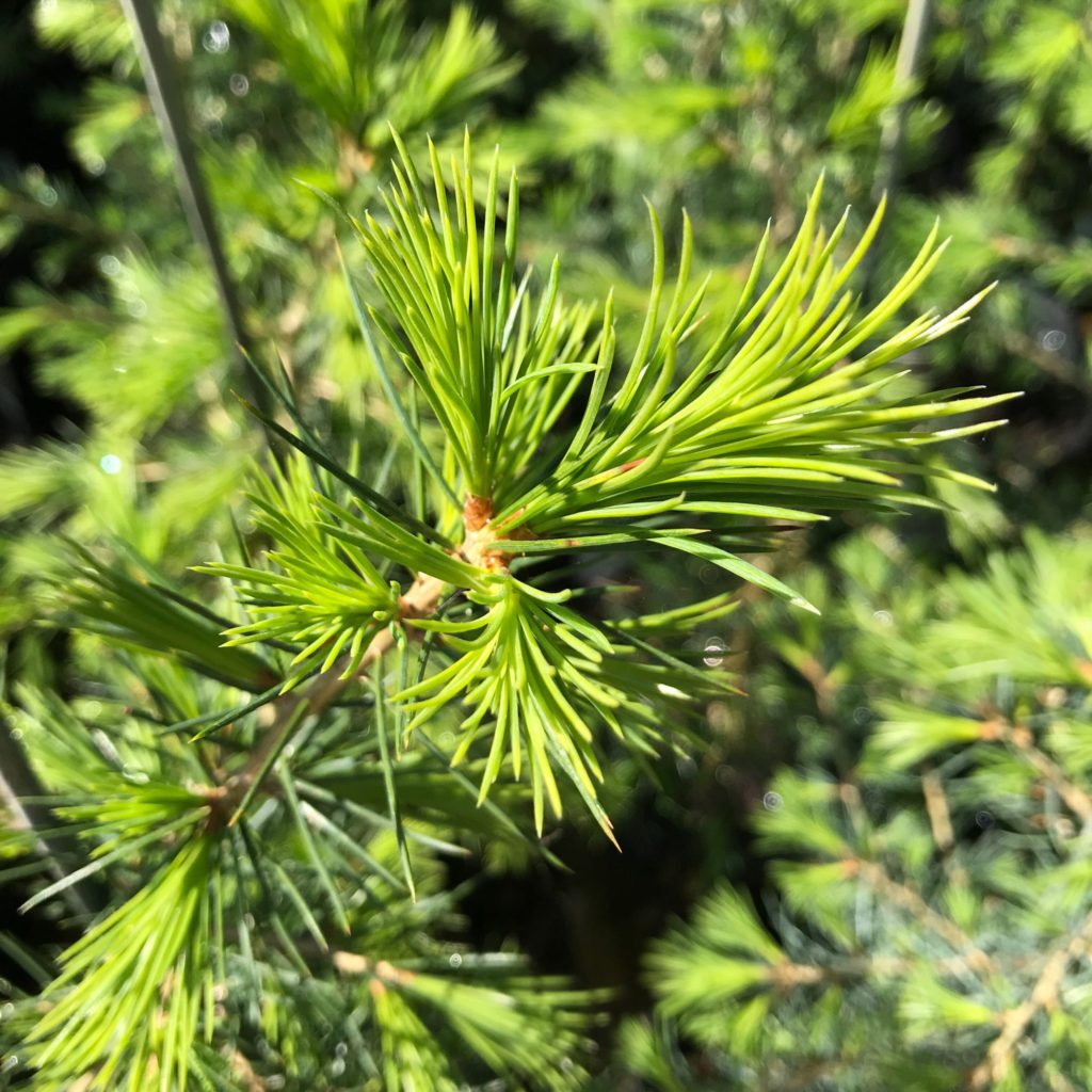 Cedrus libani Pendula | Caragh Nurseries