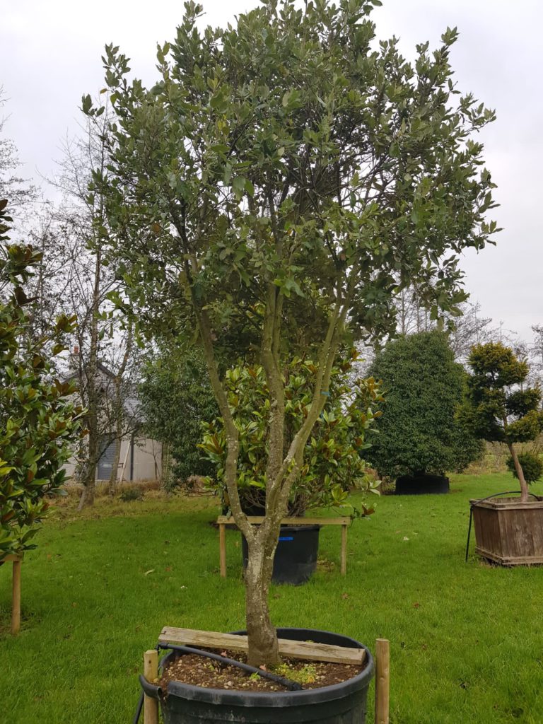Quercus Ilex Multi-stem | Caragh Nurseries