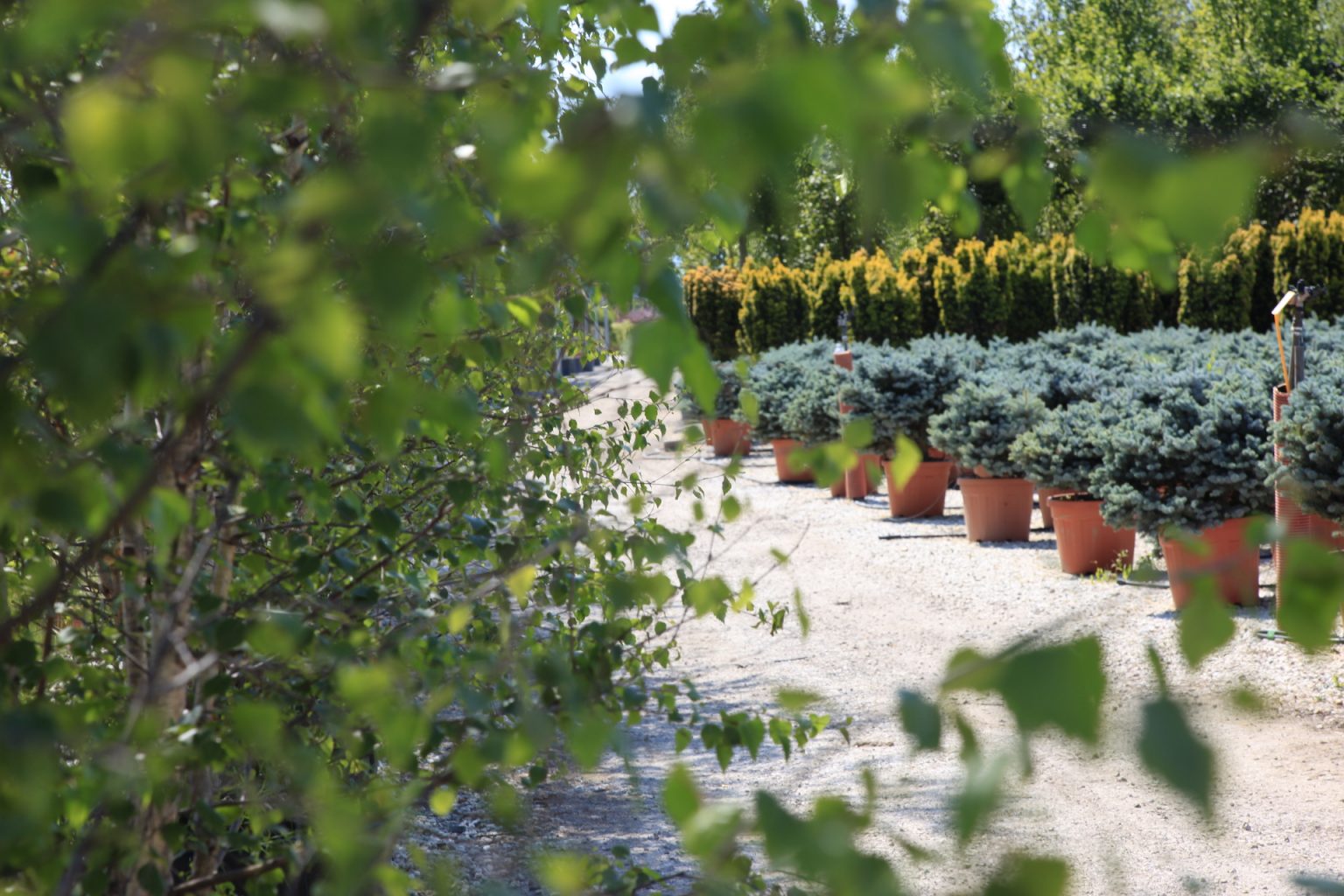 Caragh Nurseries launching in the UK | Caragh Nurseries