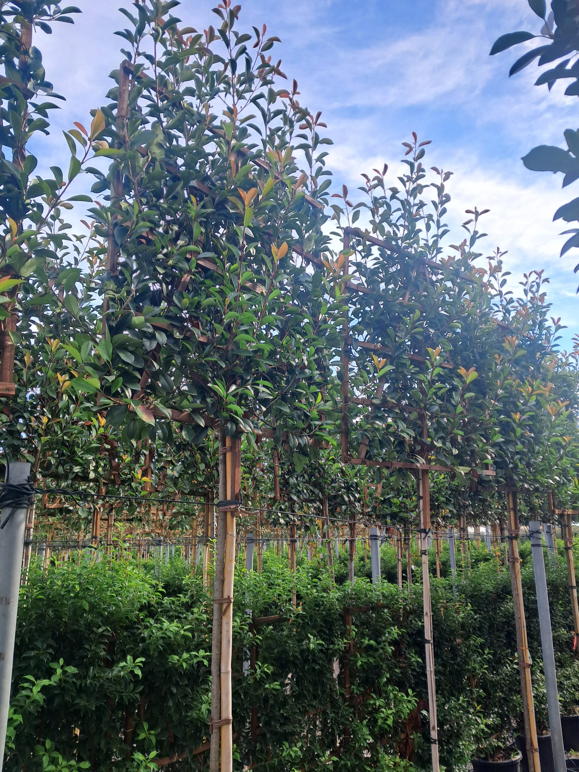 Photinia Red Robin Pleached 8-10cm Girth 120×120 Frame (1) | Caragh ...