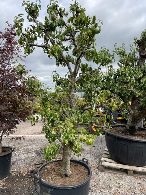 Pyrus Conference | Caragh Nurseries