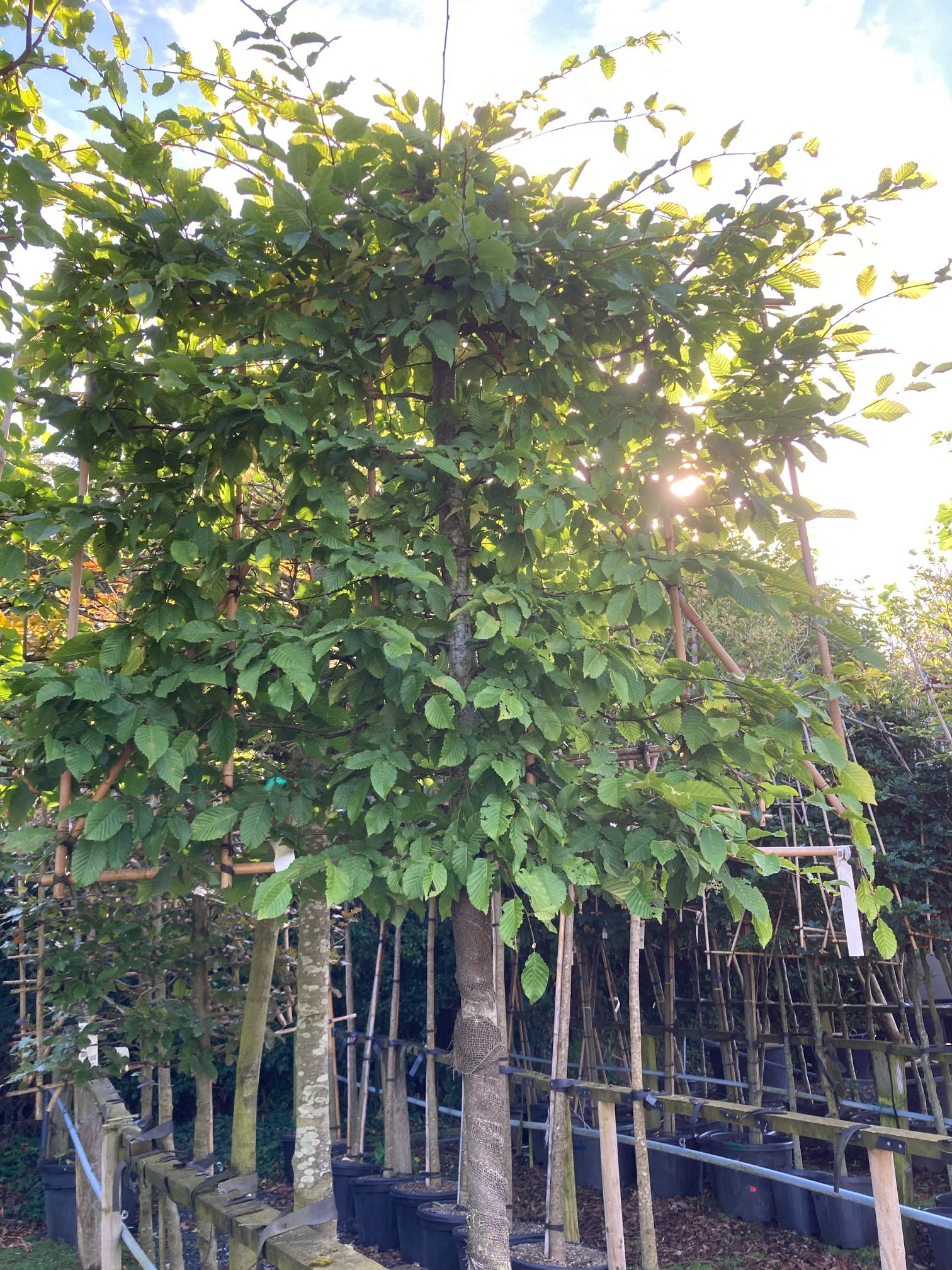 Pleached Trees | Caragh Nurseries