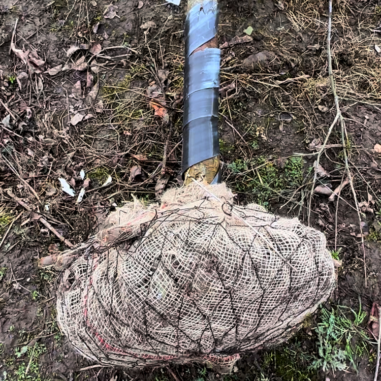 Rootballed Hessian & Wire | Caragh Nurseries