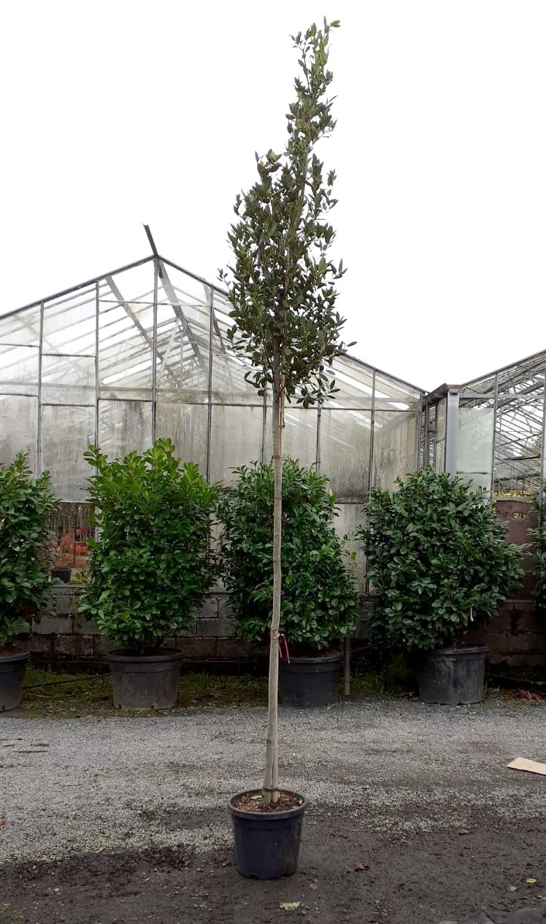 Laurus nobilis Standard Tree | Caragh Nurseries