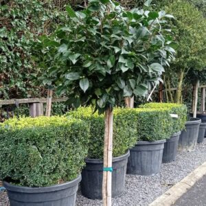 Half Standard Trees | Caragh Nurseries