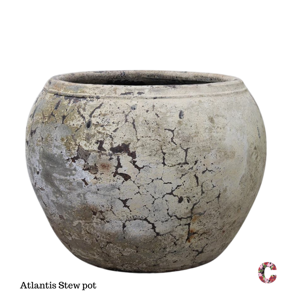 Atlantis Stew pot | Caragh Nurseries