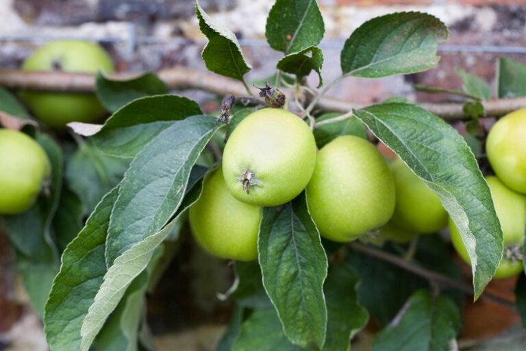Malus Opal / Fruiting Apple Tree | Caragh Nurseries