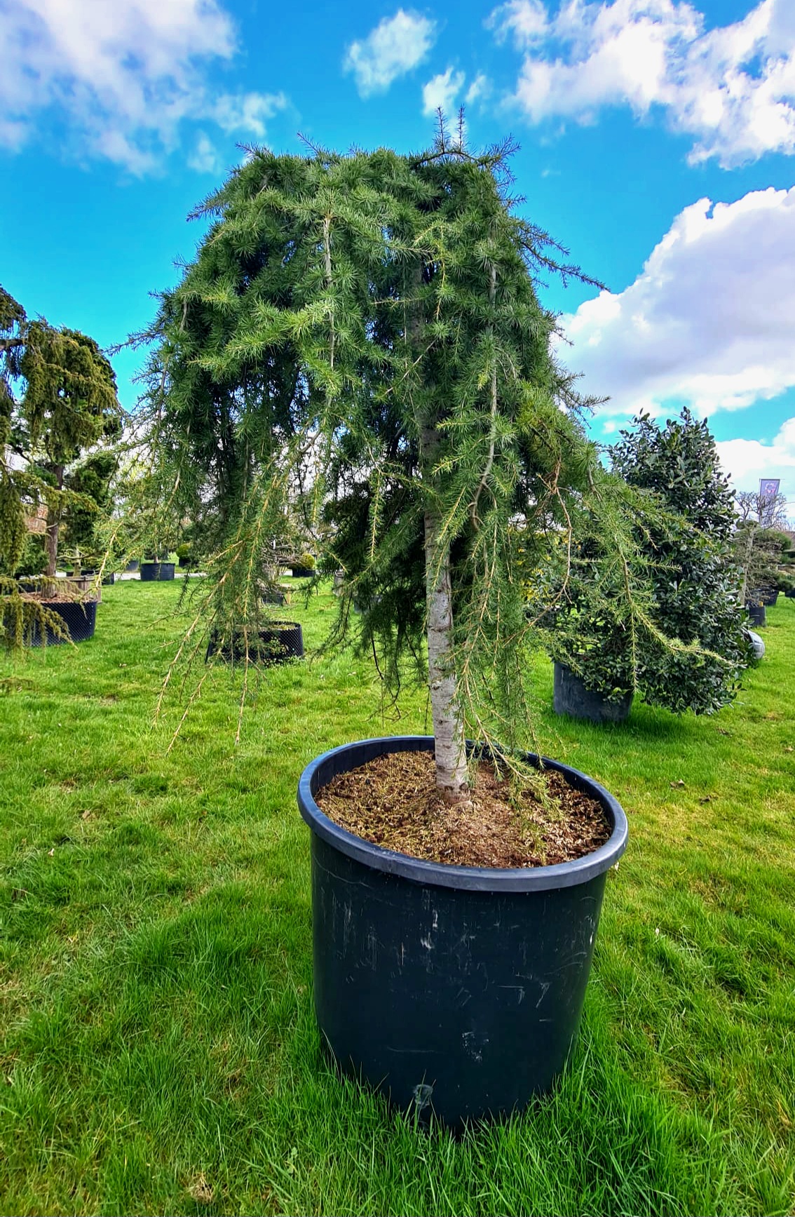 Cedrus Libani Pendula | Caragh Nurseries