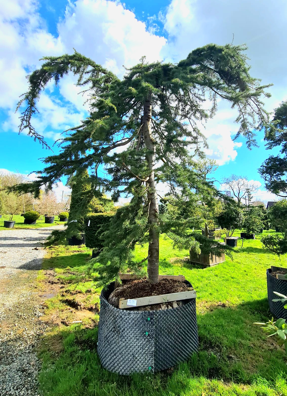 Cedrus Libani Pendula | Caragh Nurseries