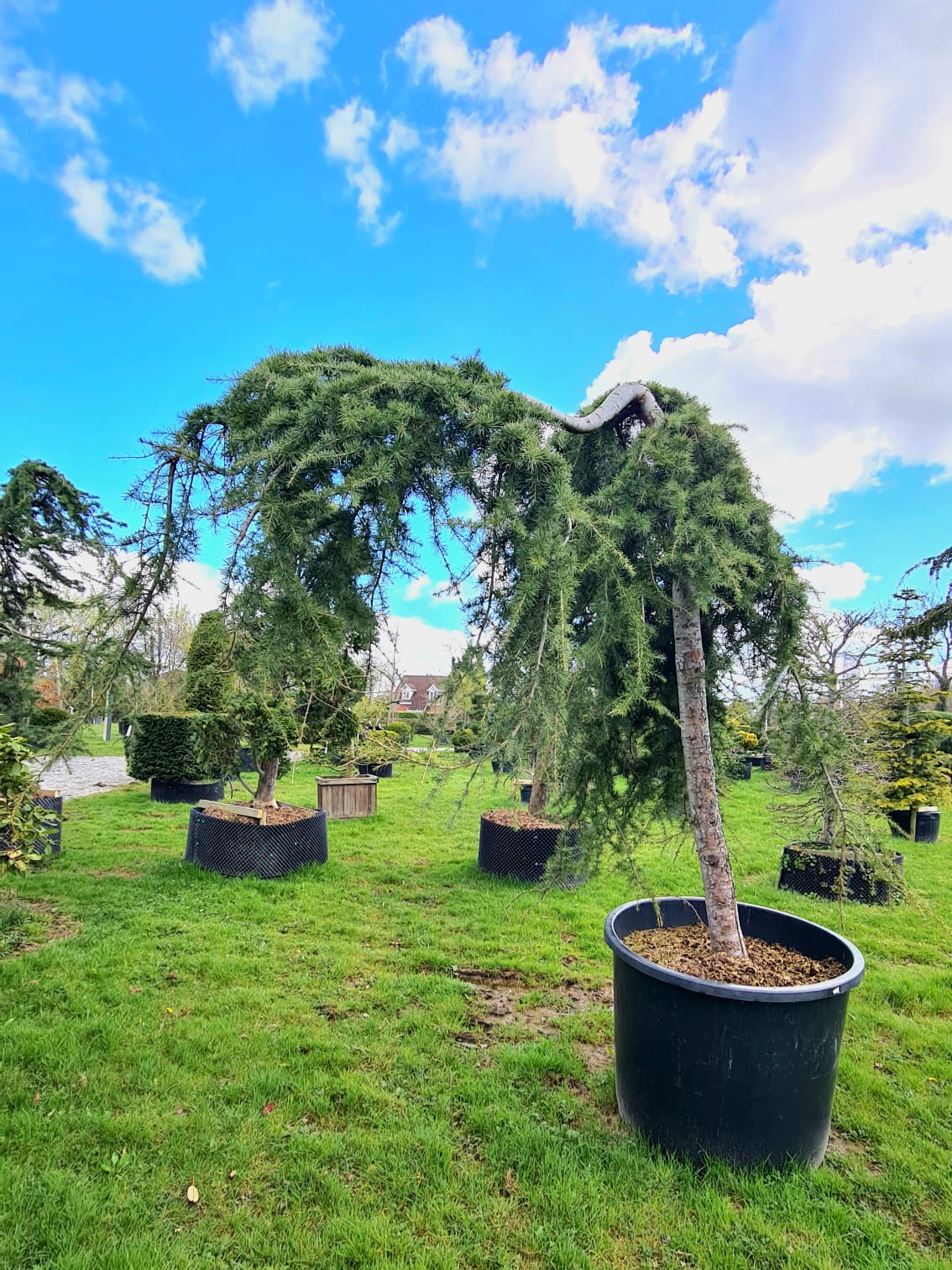 Cedrus Libani Pendula | Caragh Nurseries