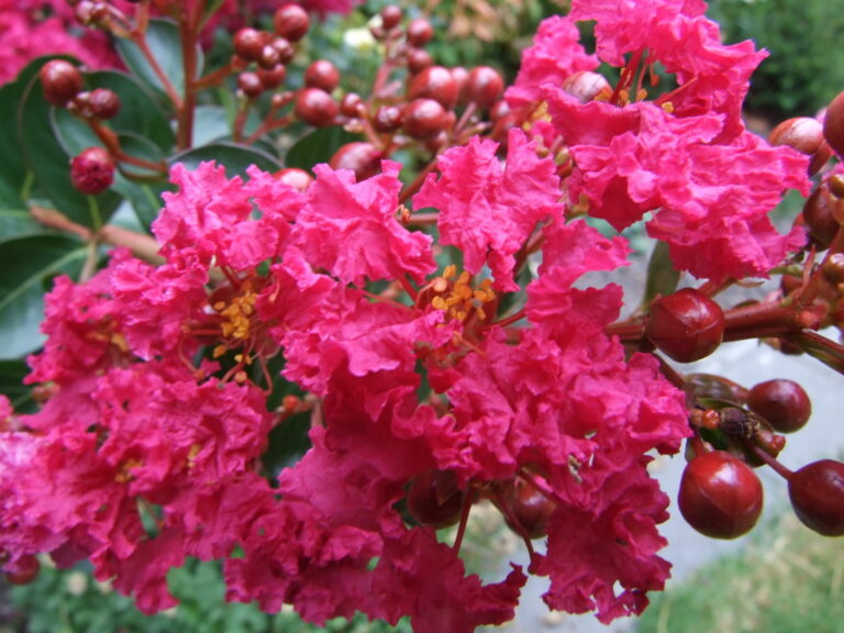 Lagerstroemia indica / Crepe Myrtle Standard Tree | Caragh Nurseries