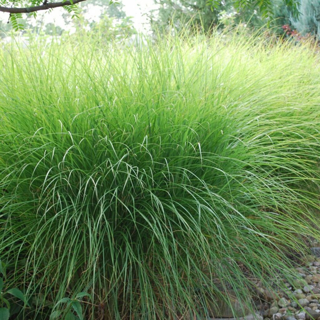 Miscanthus sinensis Gracillimus | Caragh Nurseries