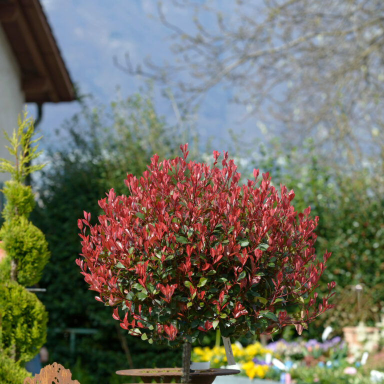 Photinia Red Robin – 1/2 Standards | Caragh Nurseries