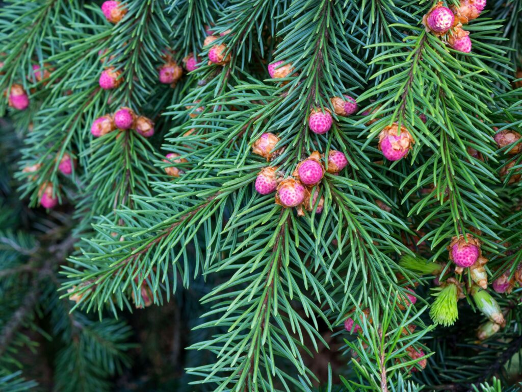 Picea abies ‘Acrocona’ | Caragh Nurseries