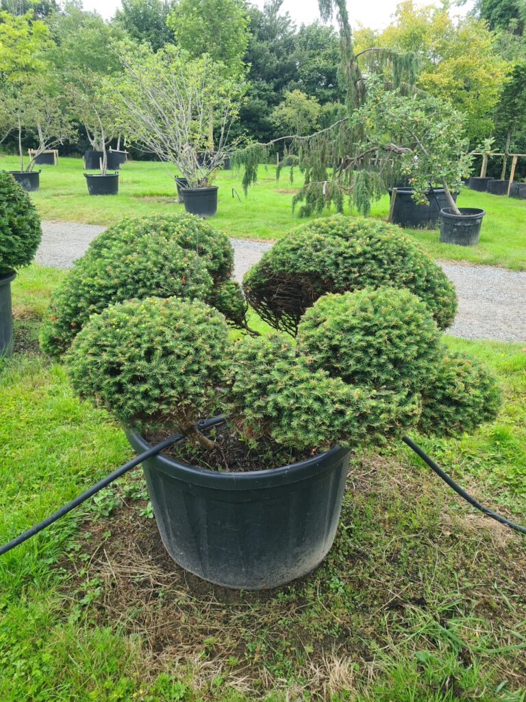 Picea omorika ‘Karel’ | Caragh Nurseries