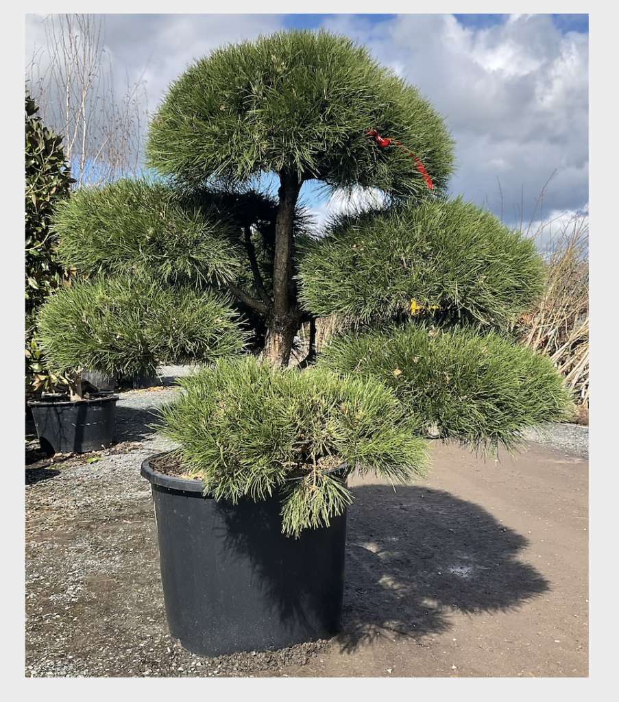 Pinus nigra nigra Mature Cloud Form | Caragh Nurseries