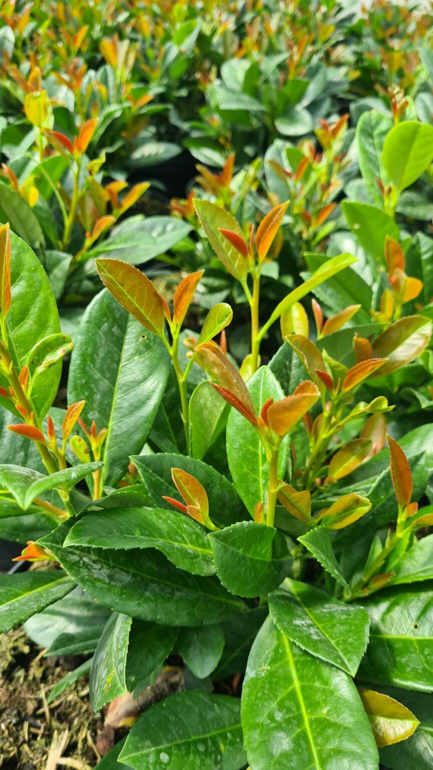 Prunus laur. Bonaparte | Caragh Nurseries