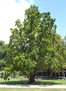 Quercus robur / Irish Oak ‘Pyramidalis’ | Caragh Nurseries