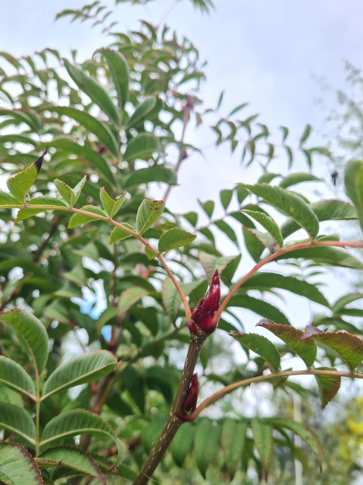 Sorbus Dodong / Olympic Flame | Caragh Nurseries
