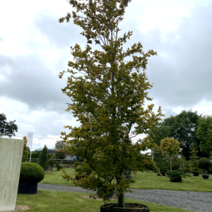 Carpinus betulus Fastigiata / Upright Hornbeam | Caragh Nurseries