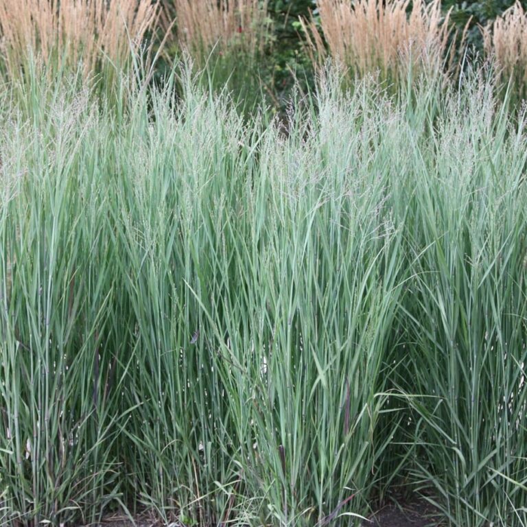 Panicum virgatum Heavy Metal | Caragh Nurseries
