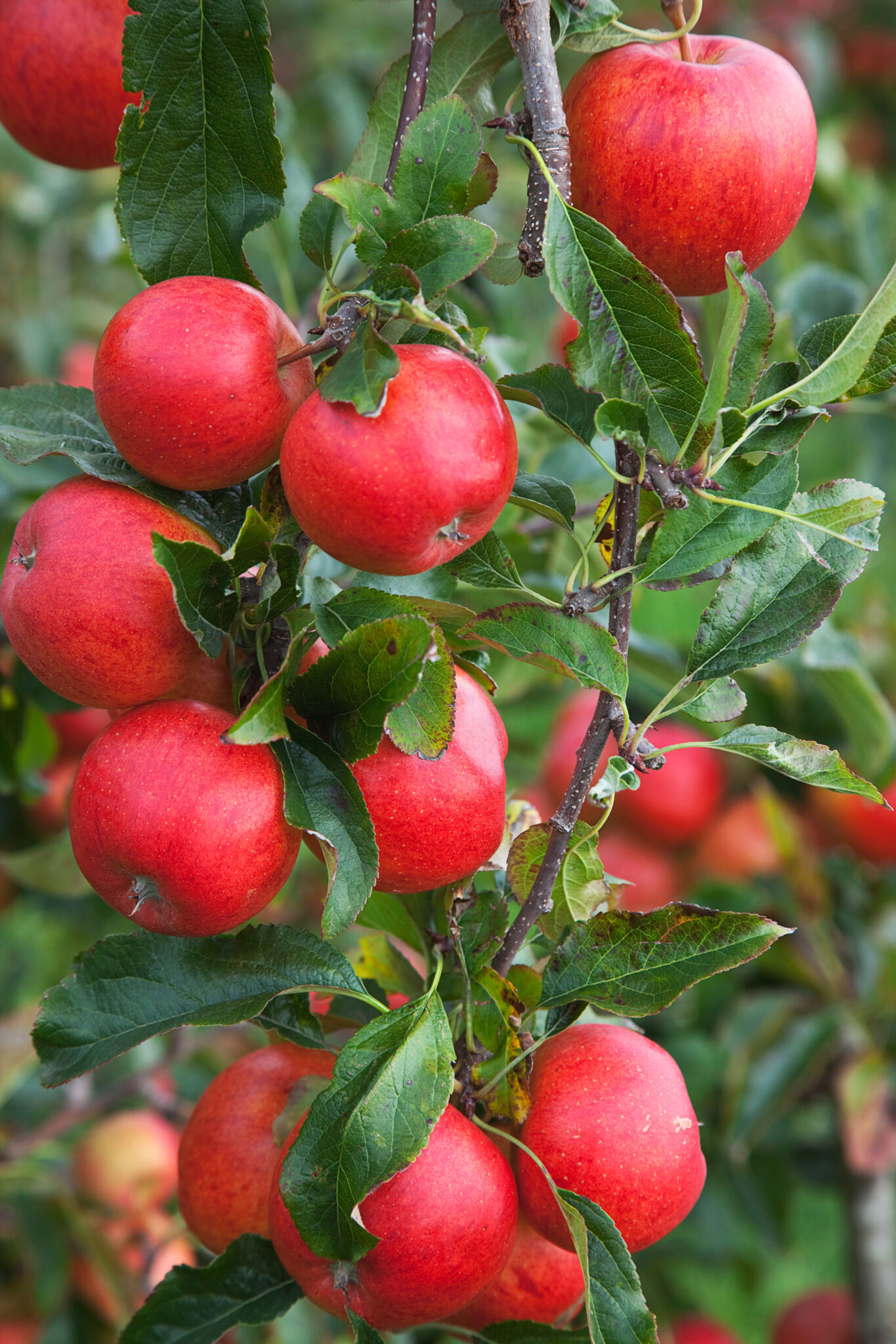 Malus Katy / Fruiting Apple Tree | Caragh Nurseries