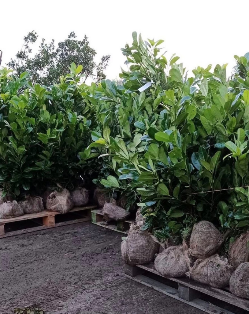 Rootballed Laurel | Caragh Nurseries