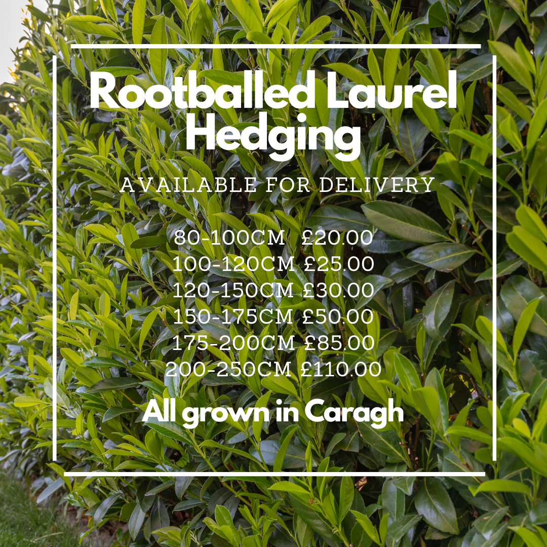 UK STG Rootballed Laurel Hedging | Caragh Nurseries