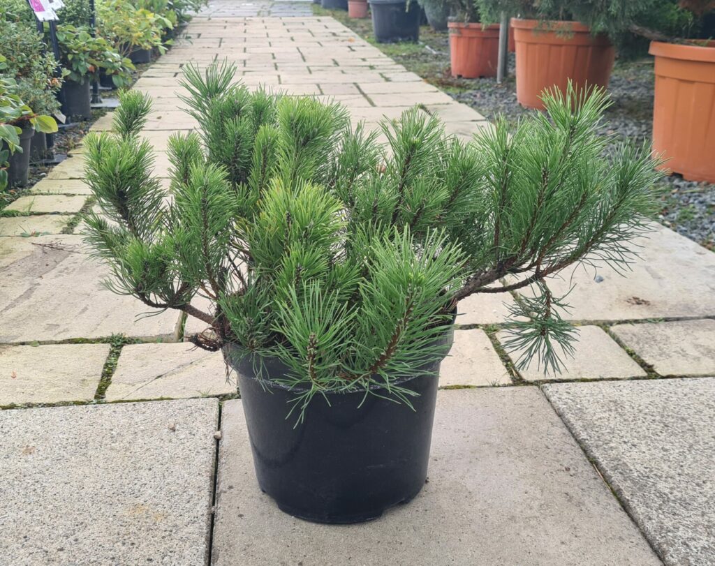 Pinus mugo Mughus / Swiss Mountain Pine | Caragh Nurseries