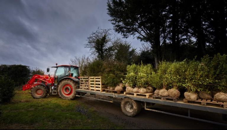 Rootballed Hedging: A Comprehensive Guide to Choosing, Planting and Caring for Your Hedging ...