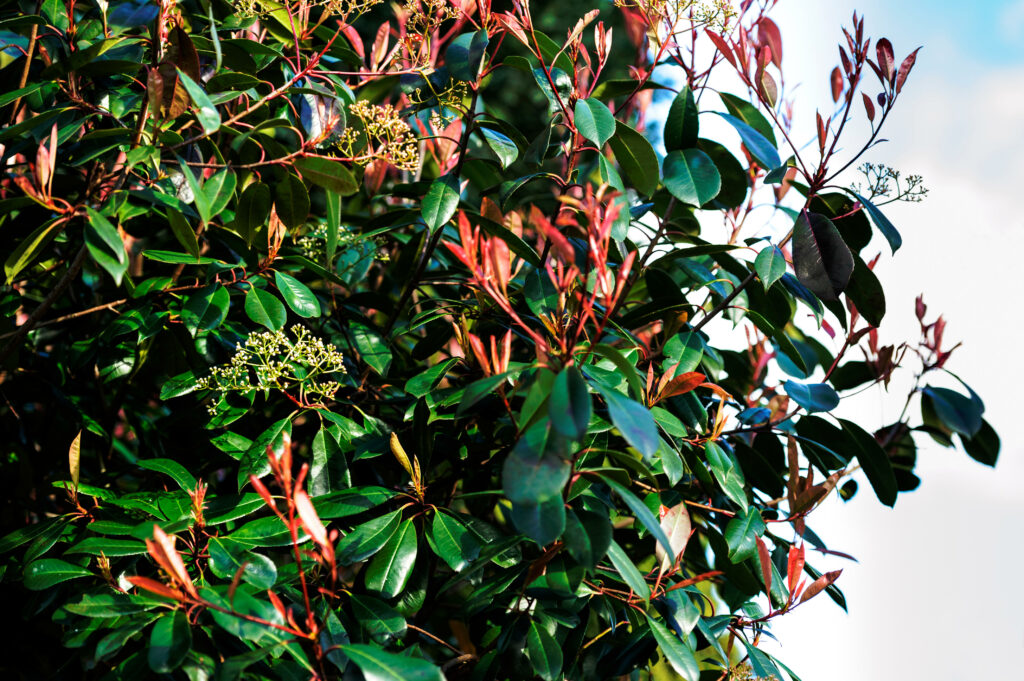 Photinia Red Robin Standards | Caragh Nurseries