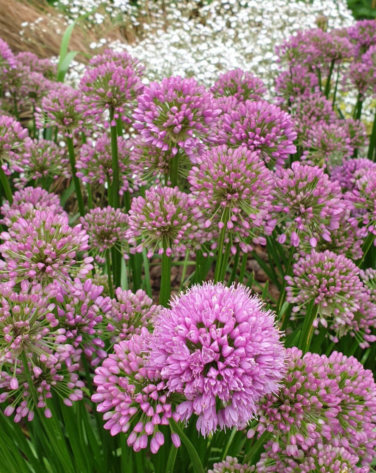 Allium ‘Millenium’ | Caragh Nurseries