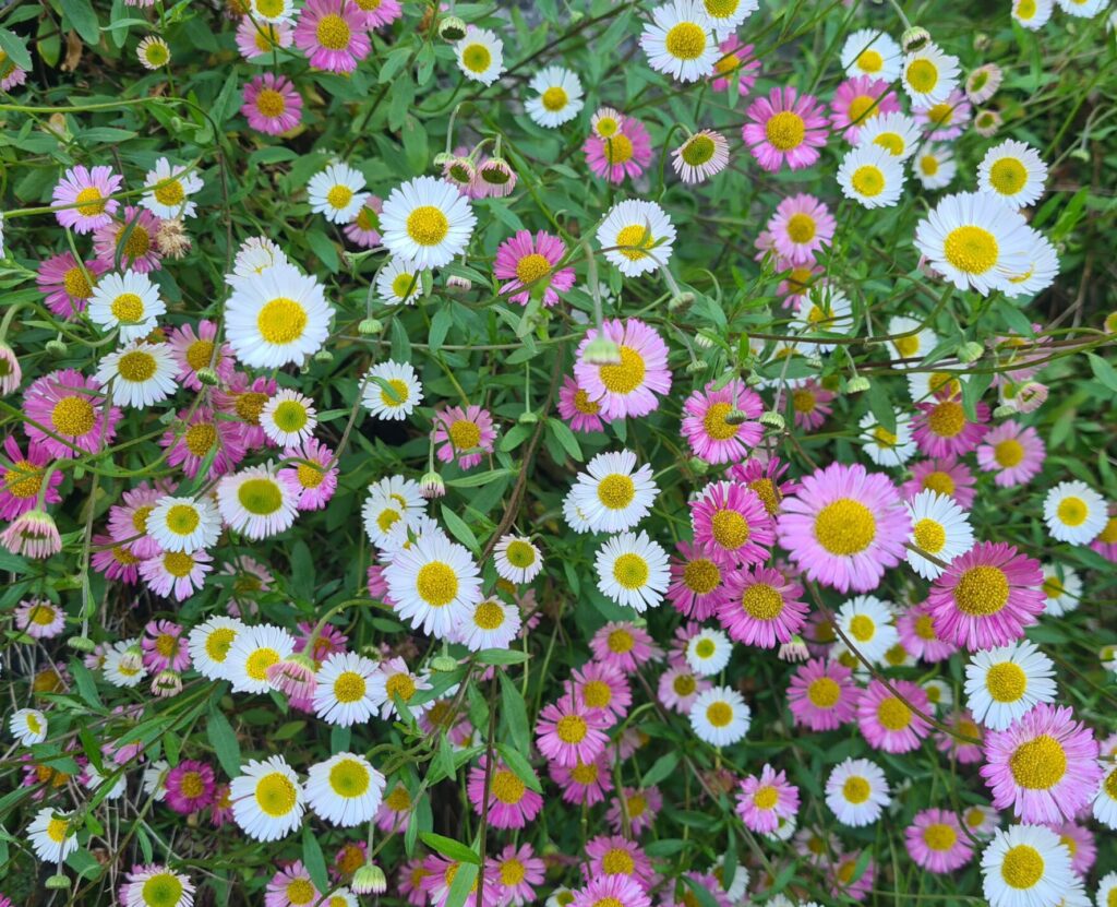 Erigeron karvinskianus | Caragh Nurseries