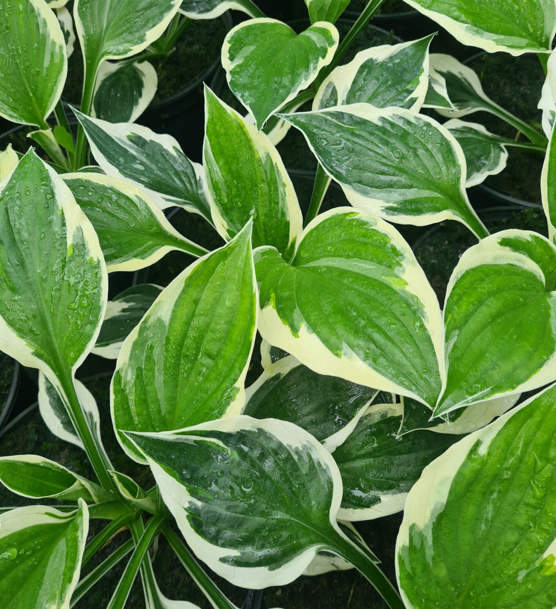 Hosta Patriot | Caragh Nurseries