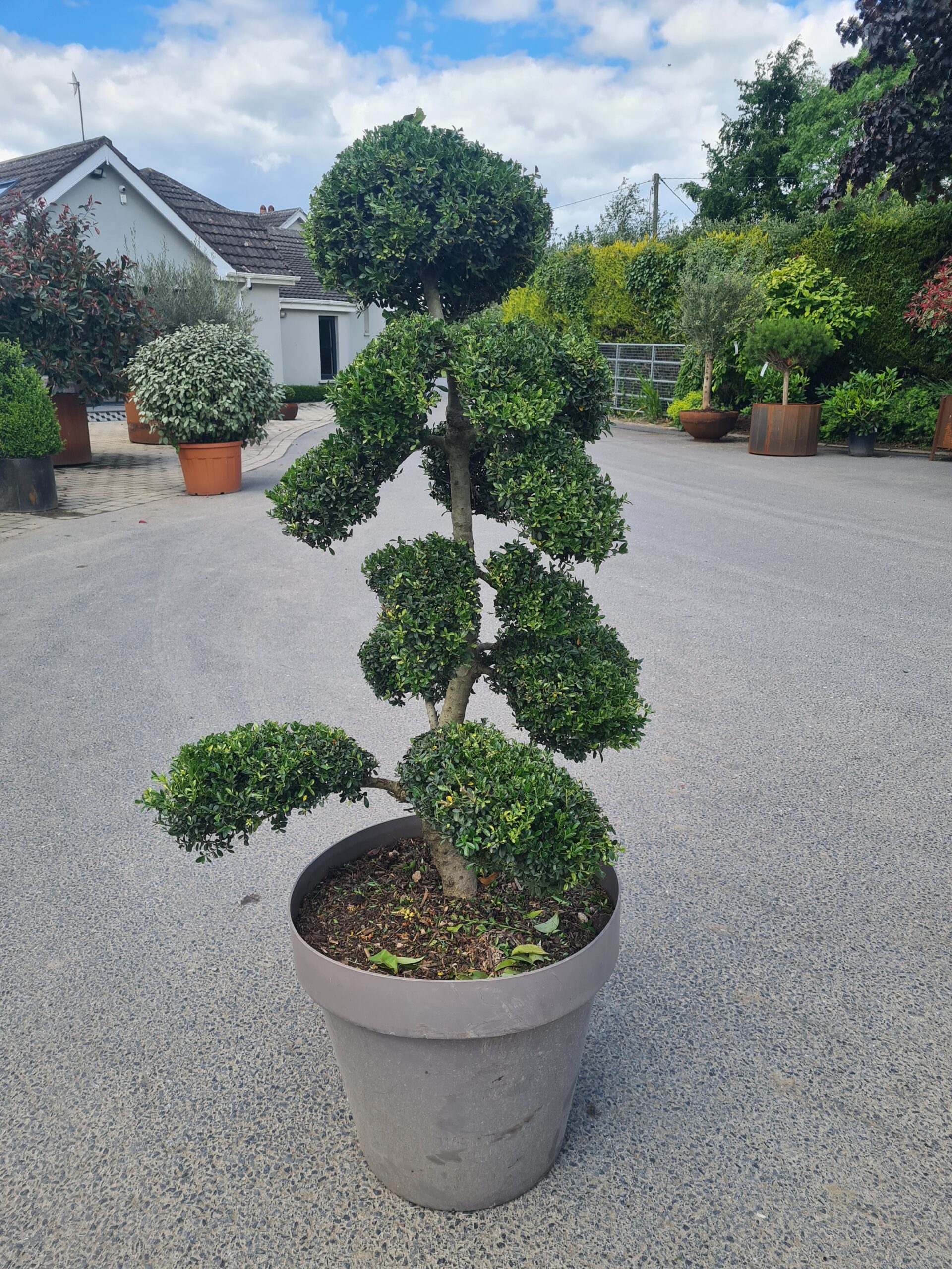Ilex crenata Bonsai | Caragh Nurseries