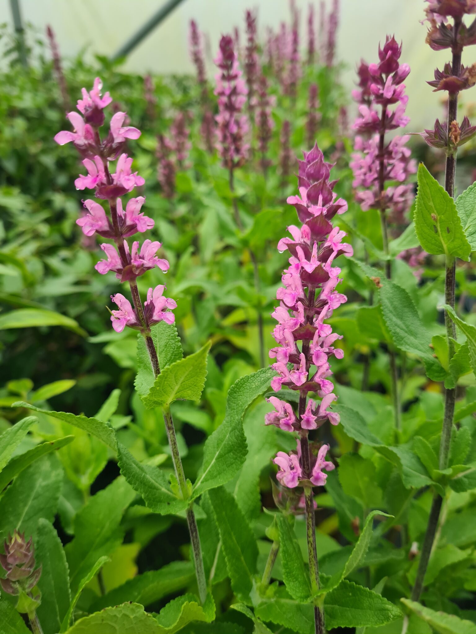 Salvia nemerosa Caradonna Pink Inspiration | Caragh Nurseries