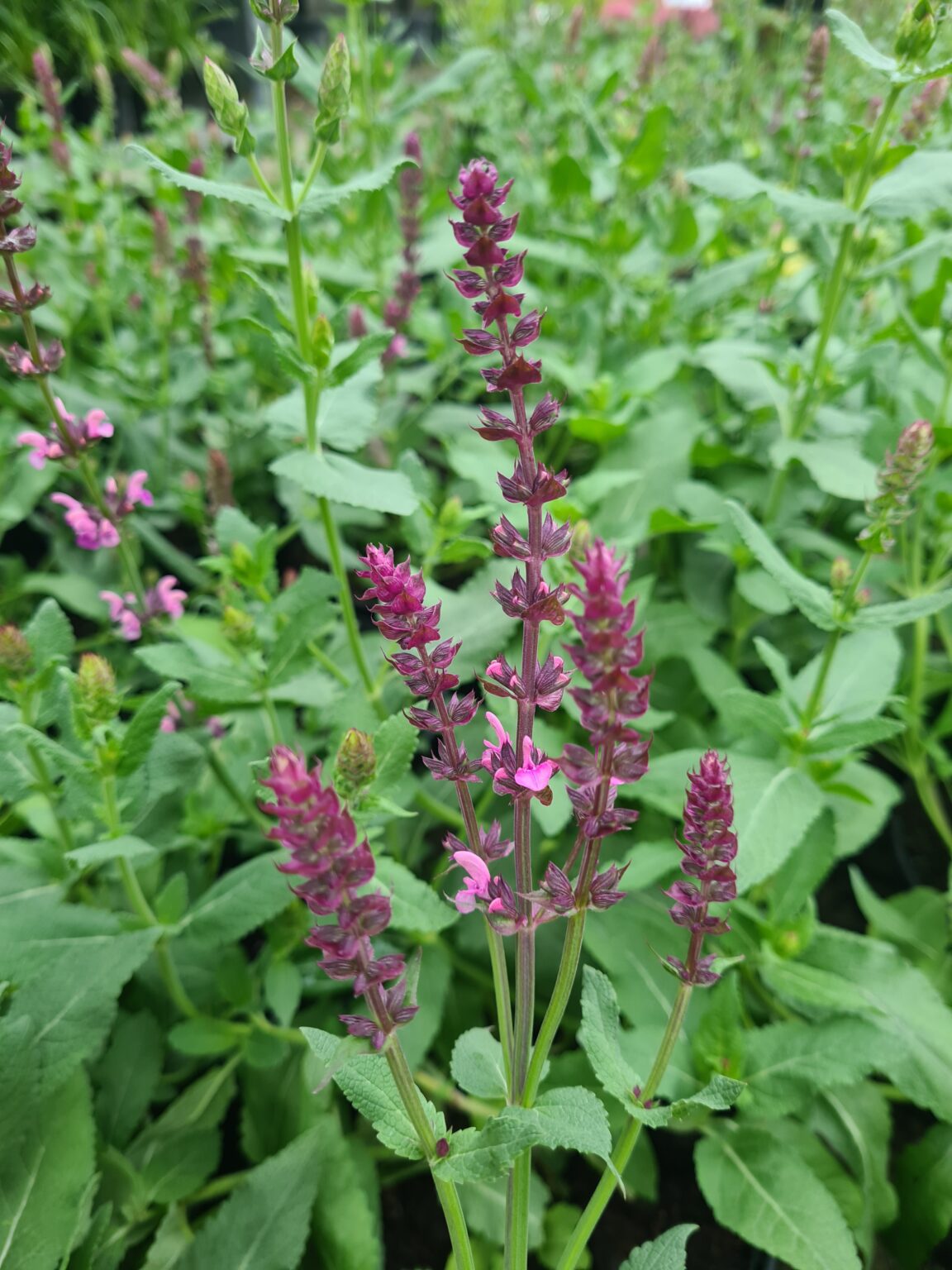 Salvia nemerosa Rose Queen | Caragh Nurseries