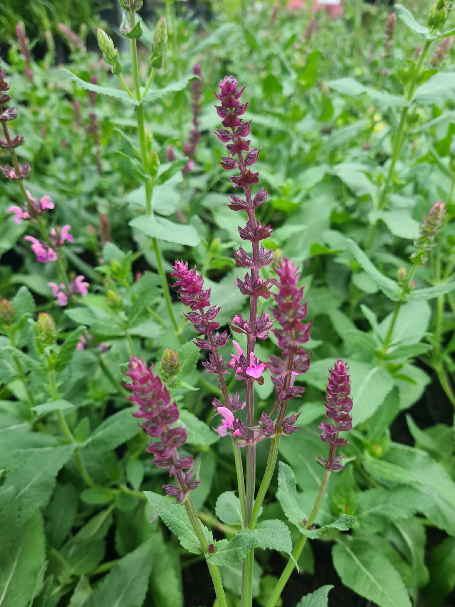 Salvia nemerosa Rose Queen | Caragh Nurseries